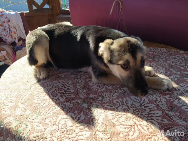 Щенок-подросток Ирма в Добрые Руки