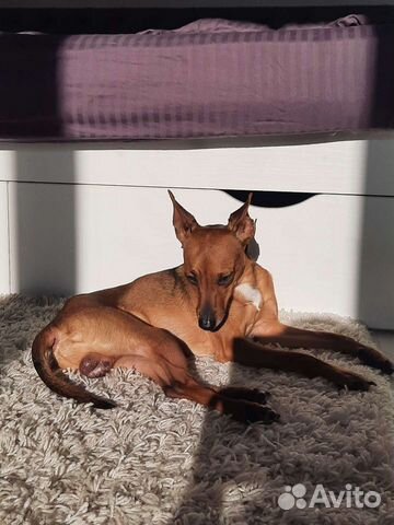 Русский той-терьер вязка