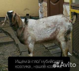 Ищем англо- нубийского козлика