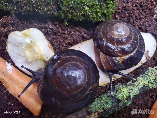 Древесные улитки экселенс