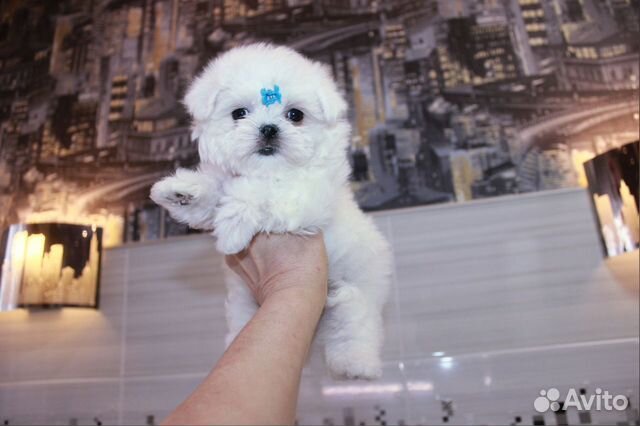 Кукольный мини мальчишечка мальтезе 2 мес