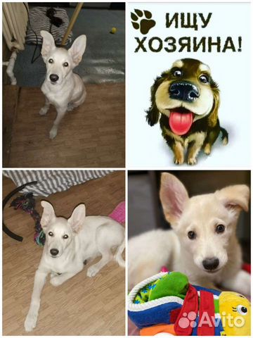 Щенок в добрые руки