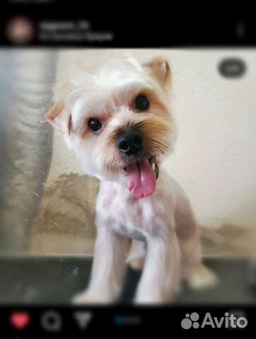 Собака на вязку