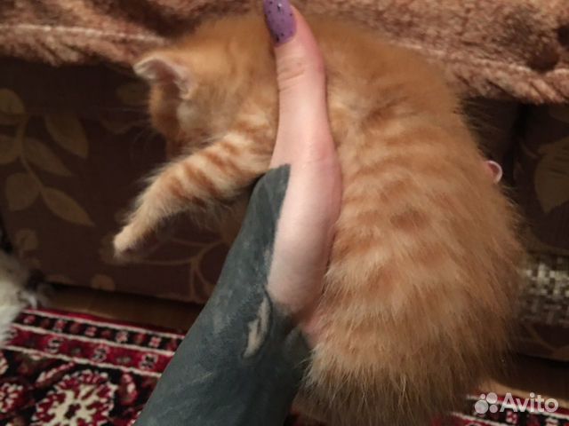 Британские котята