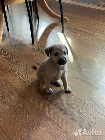 Щенок в добрые руки