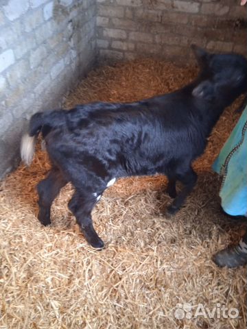 Продается телочка