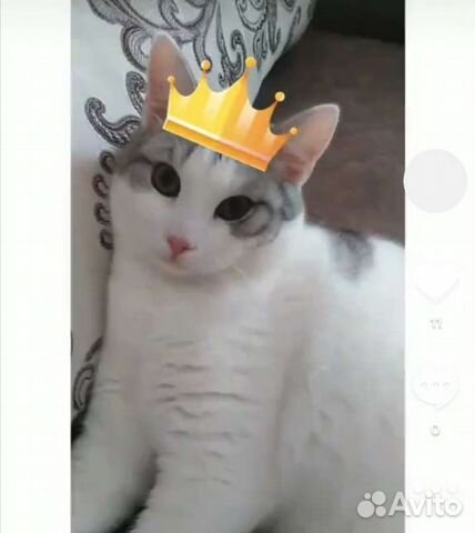 Турецкая ангора