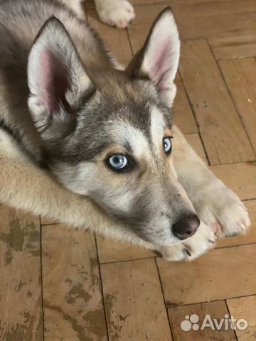 Сибирский хаски