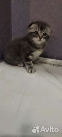 Британские вислоухие котята 1,5 мес все мальчики