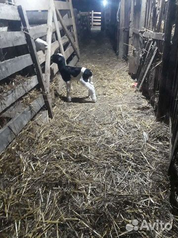 Ягненок дорпер