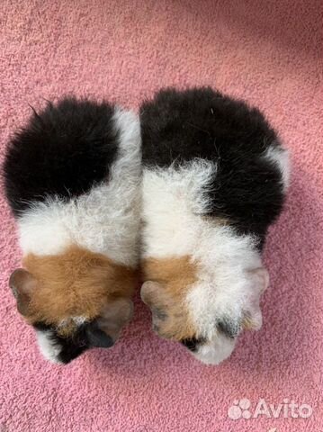 Морская свинка Тедди, девочки,2 месяца