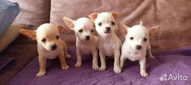 Щенки чихуахуа