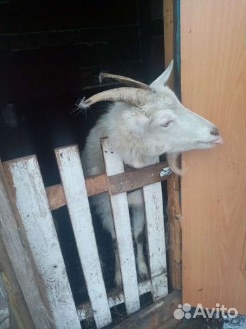 Коза дойная