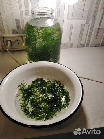 Аквариумные растения