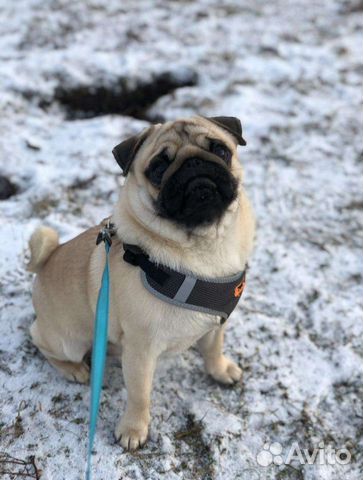 Мопс на вязку