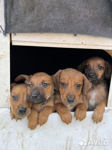 Щенки в добрые руки