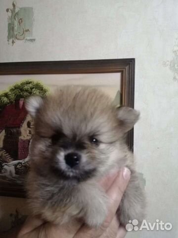 Померанский шпиц