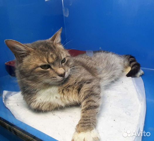 Кот, котенок в добрые руки
