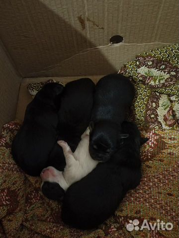 Отдаём щенков в добрые руки, 4 чёрных и один бело
