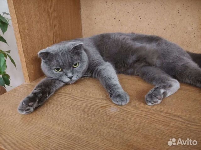 Британская кошка Серафима ищет дом