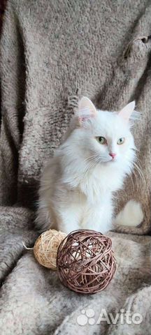 Турецкая ангора