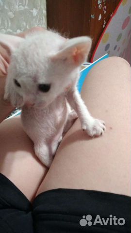 Котенок