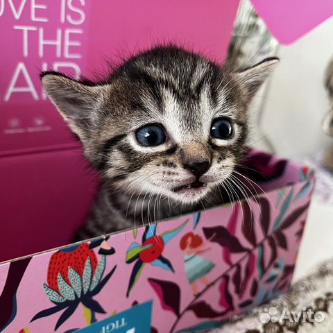 Замурчательные котята