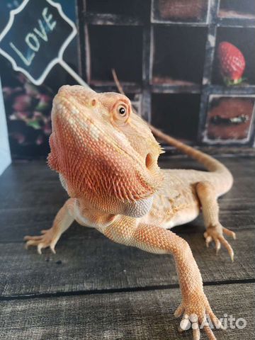 Бородатая Агама (самец) с террариумом