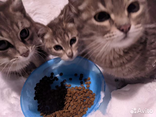 Котята в добрые руки