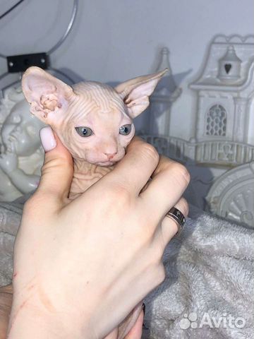 Канадский сфинкс мальчик