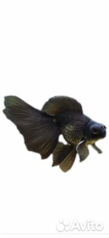 Телескоп чёрный- вуаль