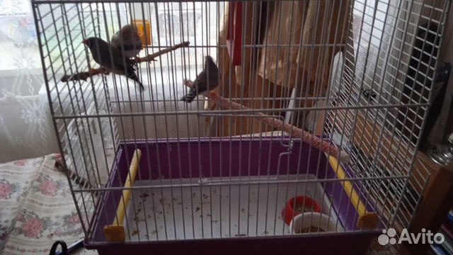 Продам амадины зебровых 3 штуки