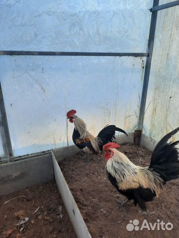 Куры бентамки