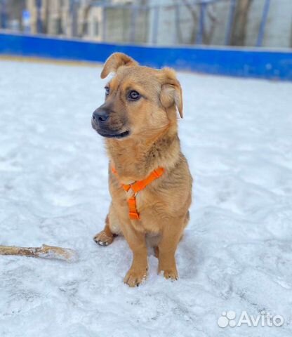 Собачка коротколапик