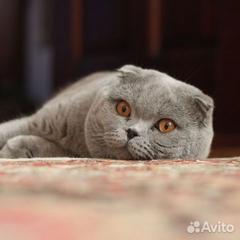 Шотландский вислоухий кот