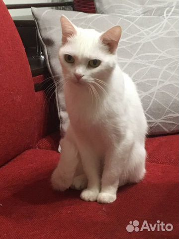 Кошка