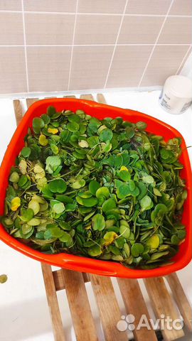 Пистия, эйхорния, лимнобиум Бесплатно