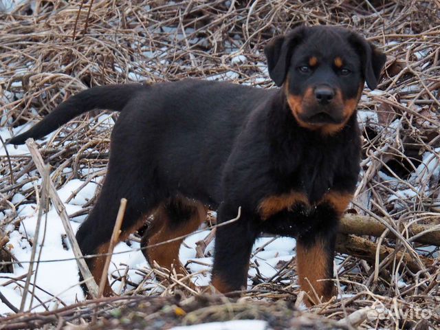 Щенок ротвейлера