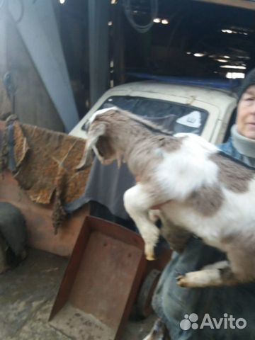 Нубийские козлята