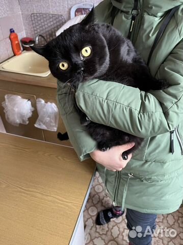 Кот шотландский страйт