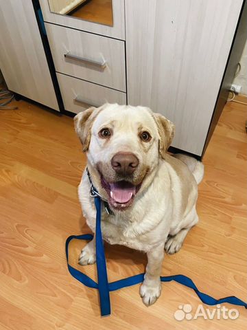 Молодой красавец Ларго ищет новый дом