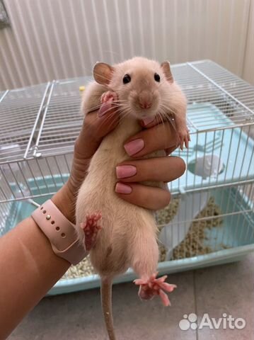 Крысенок дамбо