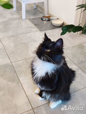 Кот для настоящих ценителей Котов