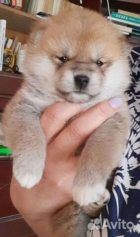Собака Сиба-Ину