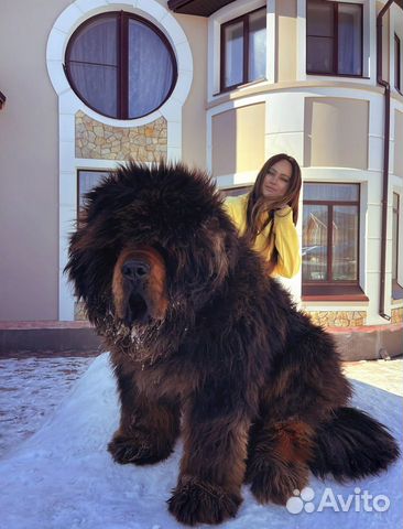Тибетский мастиф Медвежий тип 100