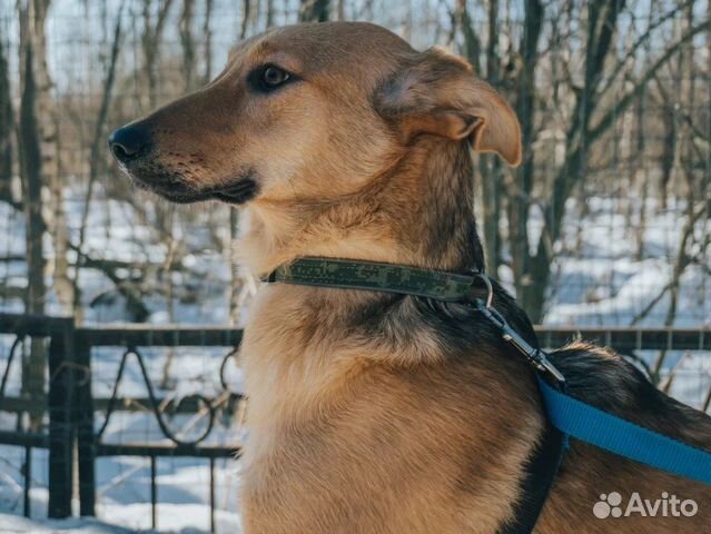 Солнечные зайки щенки в дар