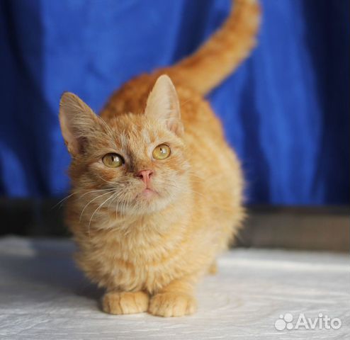 Рыжий Листик