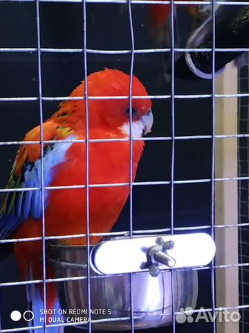 Попугай розелла птенец