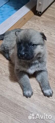 Щенок мальчик
