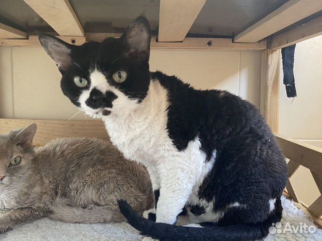 Девон-рекс котик Алон отдам